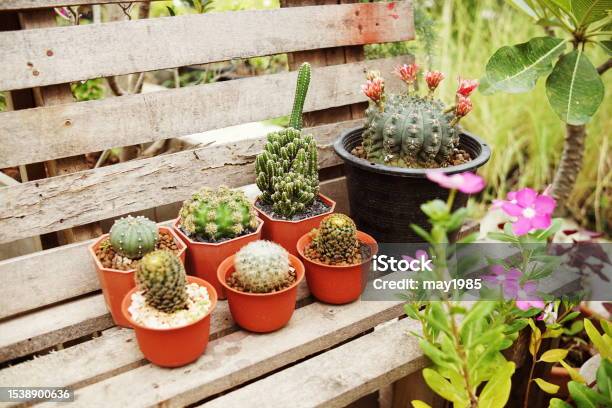 Koleksi Berbagai Tanaman Kaktus Dan Sukulen Di Kebun Rumah Foto Stok