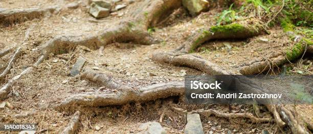 Akar Pohon Terjalin Di Jalur Hutan Foto Stok Unduh Gambar Sekarang Air Alam Alam Liar Istock