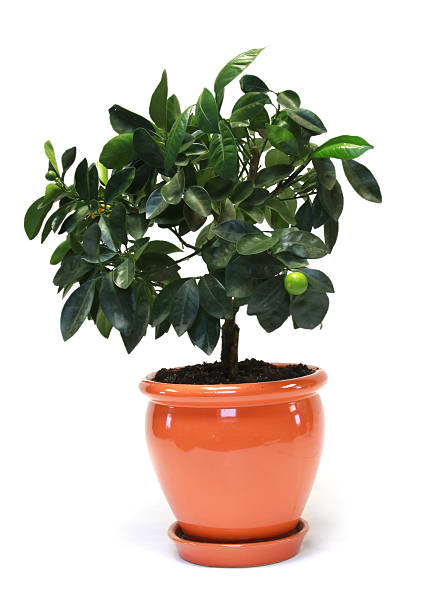 50+ Pruning Orange Trees Stock Photos, Pictures & Royalty-Free Images ... 50+ Pruning Orange Trees Stock Photos, Pictures & Royalty-Free Images ...