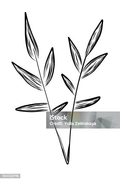 Daun Pohon Bambu Dalam Gaya Sketsa Yang Digambar Tangan Ilustrasi
