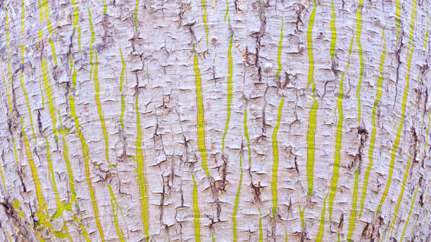 Free picture: tree, paint, bark, spray, sign, color, white, green, wood ...