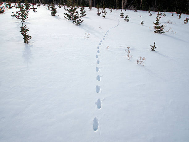 50+ Coyote Tracks In Snow Stock Photos, Pictures & Royalty-Free Images ... 50+ Coyote Tracks In Snow Stock Photos, Pictures & Royalty-Free Images ...