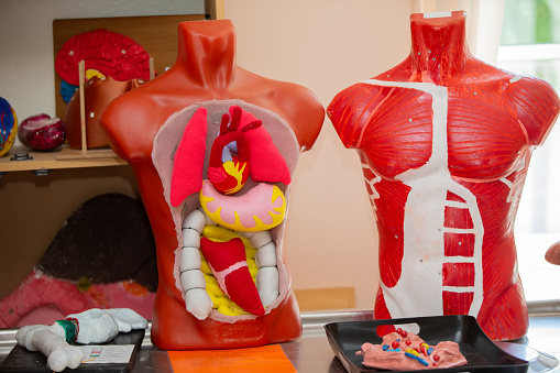 Fotografii De Stoc Cu Model De Anatomie A Corpului Uman Pe Fundal Alb