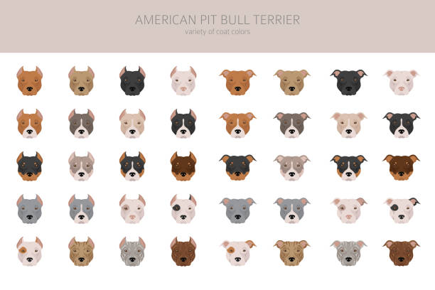 Pitbull Colors Chart