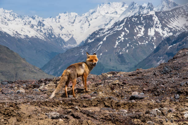Free picture: fox, predator, wildlife, animal, carnivore, mountain