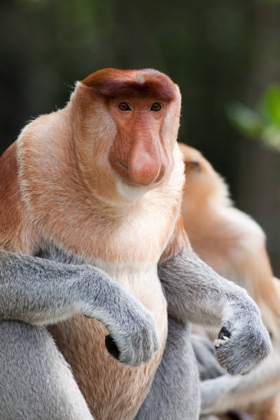 Proboscis Monkey Pictures | Download Free Images on Unsplash