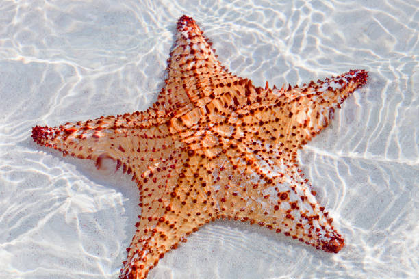 50+ Cayman Islands Starfish Stock Photos, Pictures & Royalty-Free ... 50+ Cayman Islands Starfish Stock Photos, Pictures & Royalty-Free ...