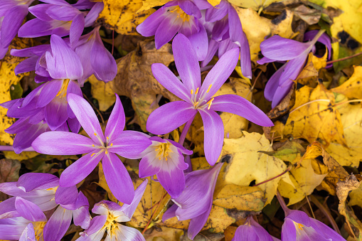 ดอกโครคัสในฤดูใบไม้ร่วงในดินสีเข้มและพื้นหลังใบไม้สีเหลืองดอก Crocus สี