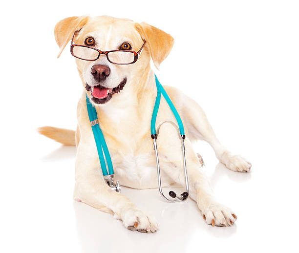 Dog Doctor Pictures | Download Free Images on Unsplash