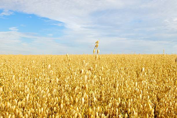 Oat Field Pictures | Download Free Images on Unsplash
