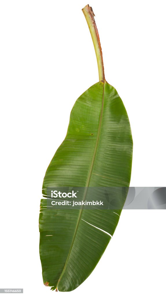 Daun Pisang Terisolasi Di Atas Putih Dengan Jalur Kliping Foto Stok