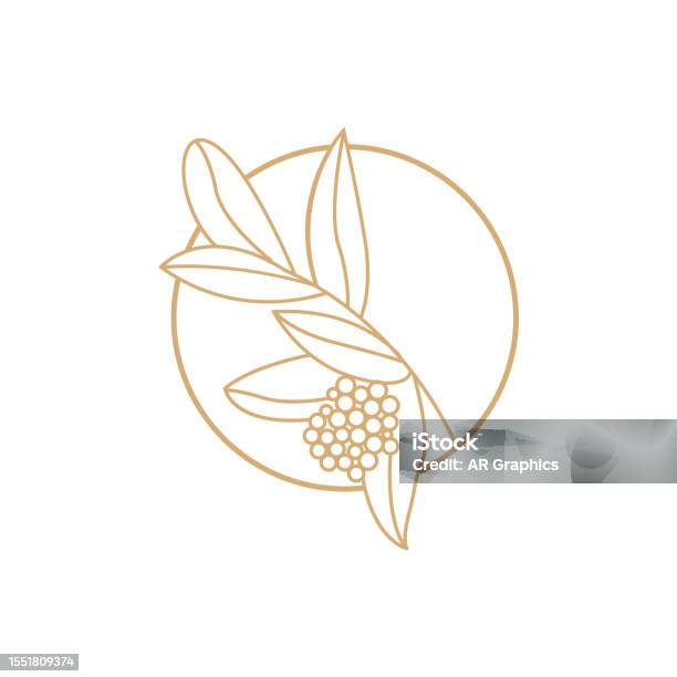 Logo De Café Design Darbre À Café Vecteur De Boisson De Café Symbole
