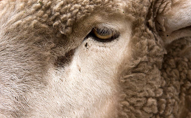 Free picture: bighorn, sheep, lamb, head, face