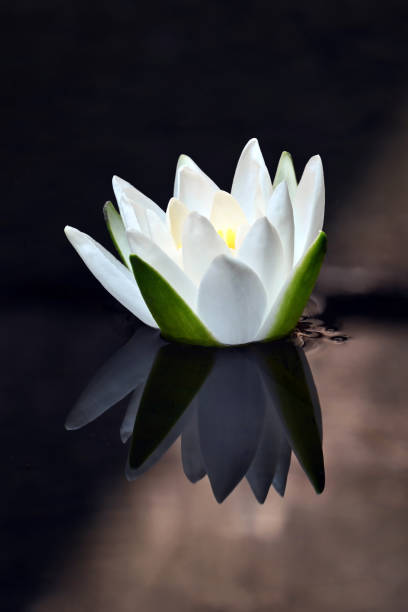 Free Stock Photo of Single White Water Lily Flower | Download Free ...