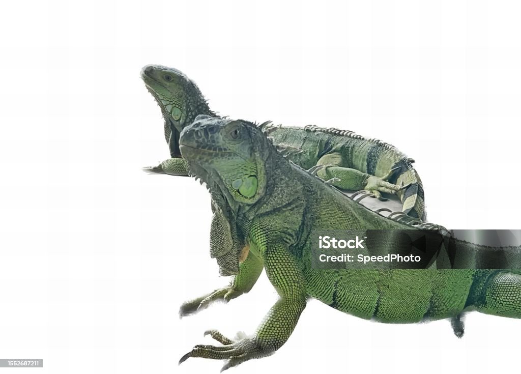 Sebuah Fotografi Kadal Duduk Di Permukaan Putih Ada Dua Kadal Yang ... Sebuah Fotografi Kadal Duduk Di Permukaan Putih Ada Dua Kadal Yang ...