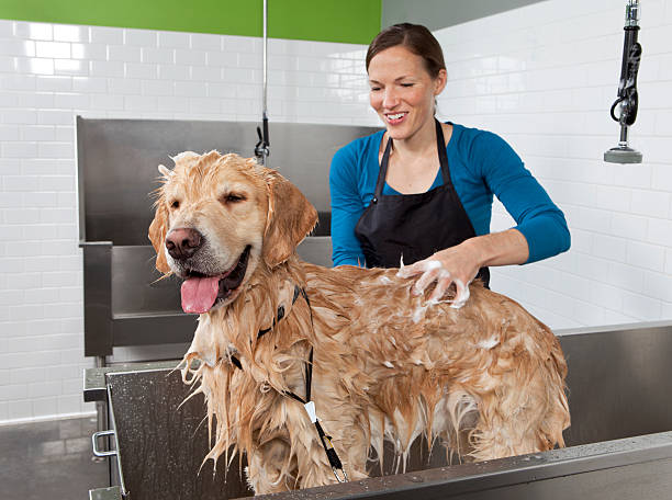 Dog Bathing Pictures | Download Free Images on Unsplash