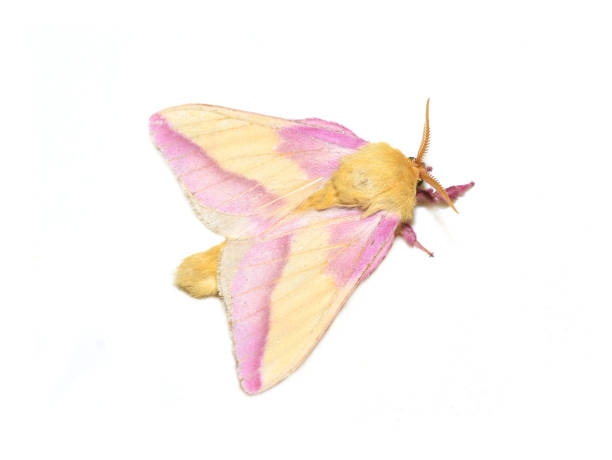 Free picture: rosy, maple, moth, dryocampa, rubicunda, fuzzy, yellow ...