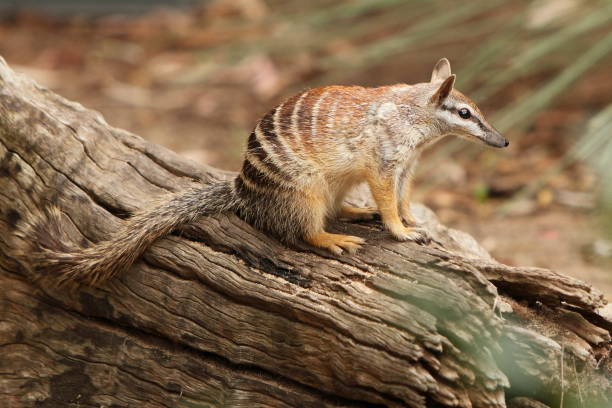Besplatna slika: numbat, životinja, myrmecobius, fasciatus