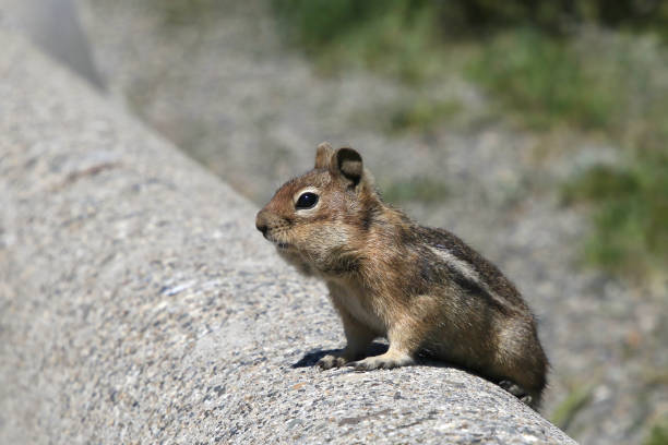 Free picture: Golden-mantled ground squirrel (Callospermophilus ...