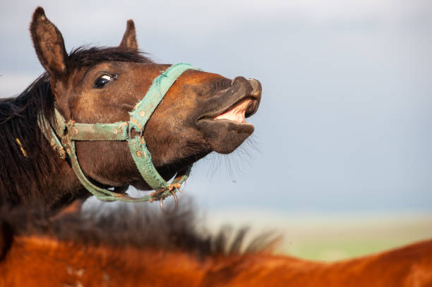 Free Stock Photo of Laughing horse with expressive face | Download Free ...