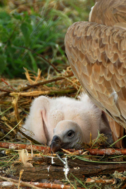 Free Stock Photo of Young vulture chick | Download Free Images and Free ...
