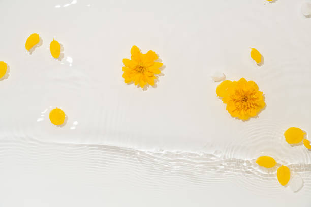 Free Stock Photo of White and Yellow Flower Floating on Top of a Pond ...