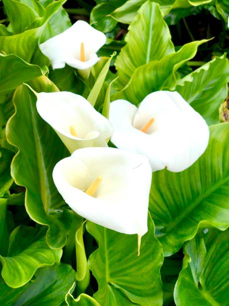 10,000+ Free Calla Lily & Lily Images - Pixabay