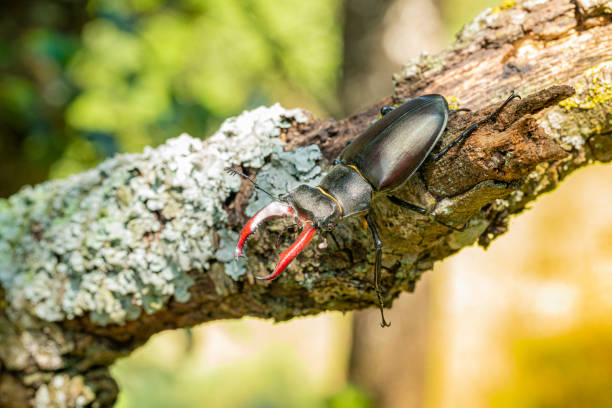 Free Stock Photo of Black Beetle on Top of Rope | Download Free Images ...