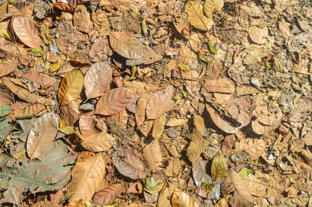 Free picture: Texture of a dry leaf that decomposes with fungus on it