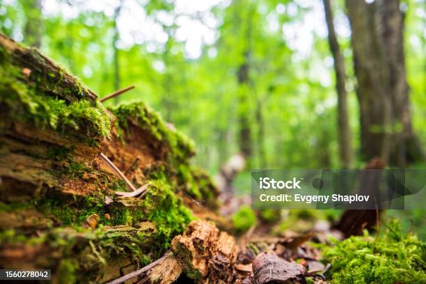 Lumut Closeup Di Atas Tunggul Di Hutan Pemandangan Alam Yang Indah