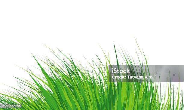 Perbatasan Rumput Rumput Padang Rumput Sederhana Rumput Liar Ilustrasi ... Perbatasan Rumput Rumput Padang Rumput Sederhana Rumput Liar Ilustrasi ...