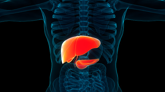 Photo Libre De Droit De Anatomie Interne Du Foie Dorgane Digestif