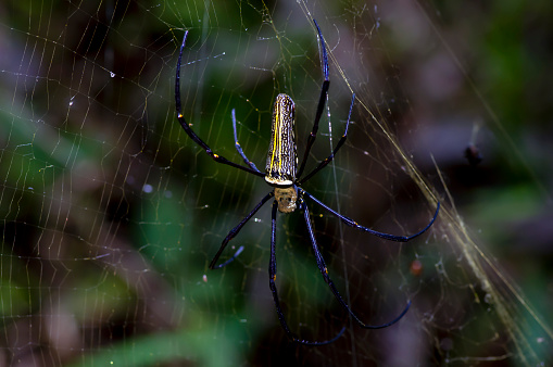 Labalaba Kayu Raksasa Labalaba Penenun Bola Emas Nephila Plumipes ... Labalaba Kayu Raksasa Labalaba Penenun Bola Emas Nephila Plumipes ...