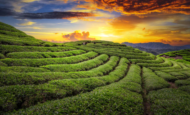 Free terracing stock photos. Download the best free terracing images at ...