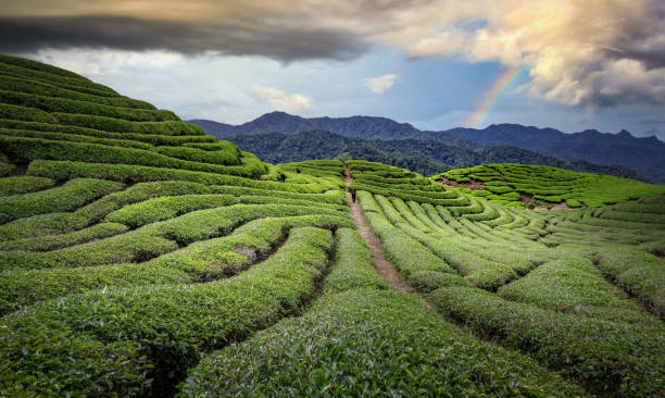 Free terracing stock photos. Download the best free terracing images at ...