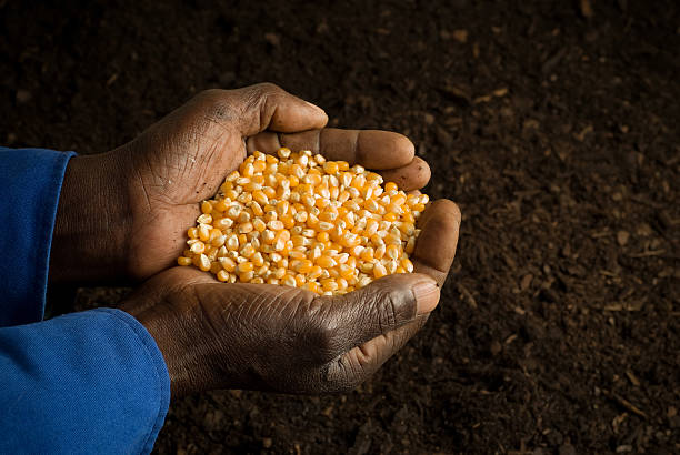 Black Farmer Pictures | Download Free Images on Unsplash