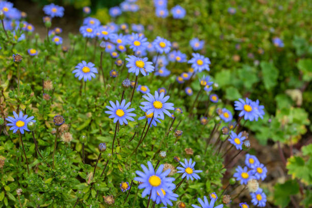 Free Stock Photo of Blue Daisy Flowers | Download Free Images and Free ...