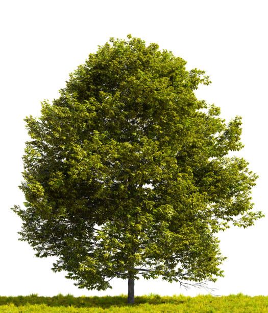 600,000+ Free Tree Transparent Background & Transparent Background ...