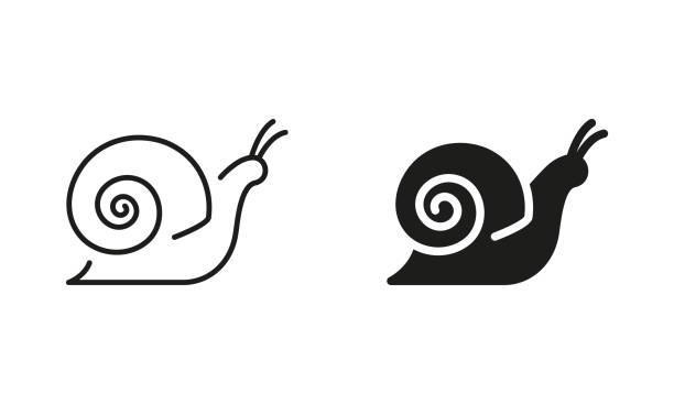 30600 Snail Stock Illustrations Royalty Free Vector Graphics And Clip