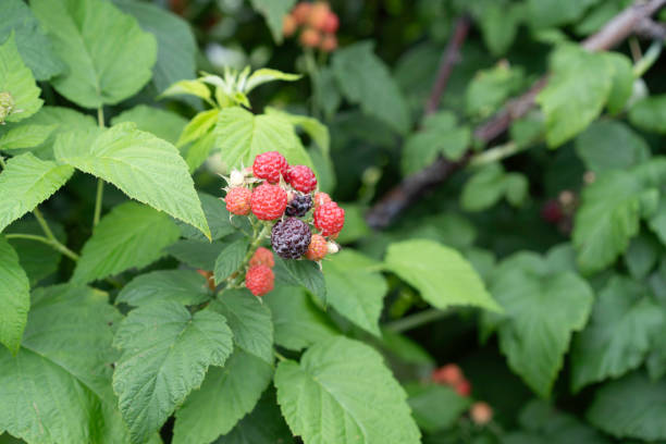 Free Stock Photo of Wild Raspberries on Bush | Download Free Images and ...