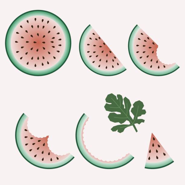 [90] Watermelon rind Clipart Vector PNG , SVG, EPS, PSD, AI
