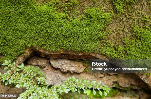 Tekstur Lumut Dan Pohon Hijau Kecil Di Dinding Latar Belakang Lumut