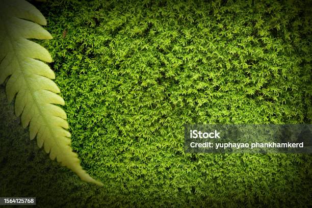 Tekstur Lumut Dan Daun Hijau Di Dinding Latar Belakang Lumut Hijau