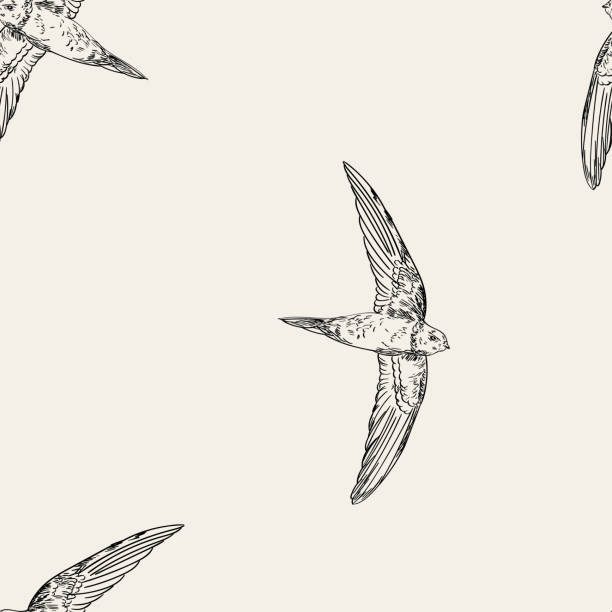 Download Swift, Bird, Nature. Royalty-Free Vector Graphic - Pixabay