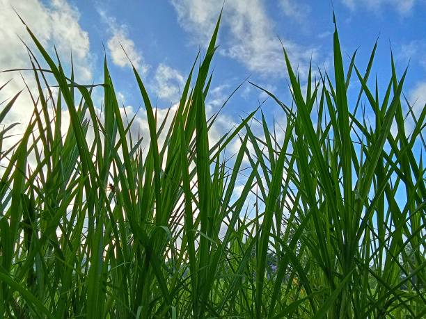 Hơn 370 Pennisetum Purpureum ảnh Hình Chụp And Hình ảnh Trả Phí Bản