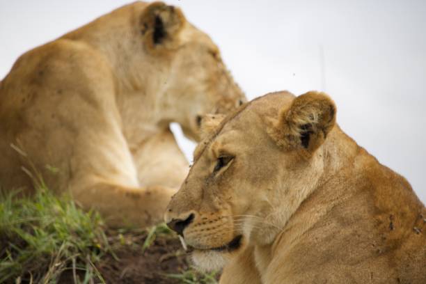Free Stock Photo of Two lions in a grassy field | Download Free Images ...