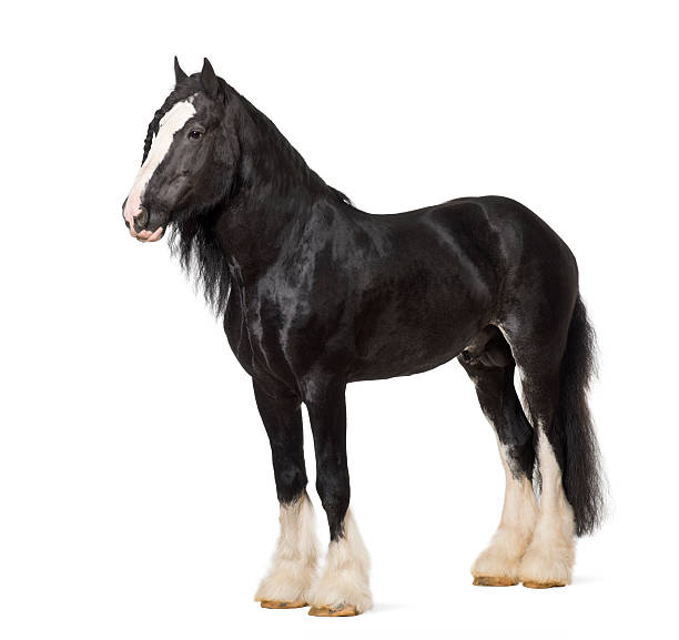 Draft Horse Pictures | Download Free Images on Unsplash