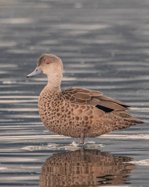 Free waddle stock photos. Download the best free waddle images at ...