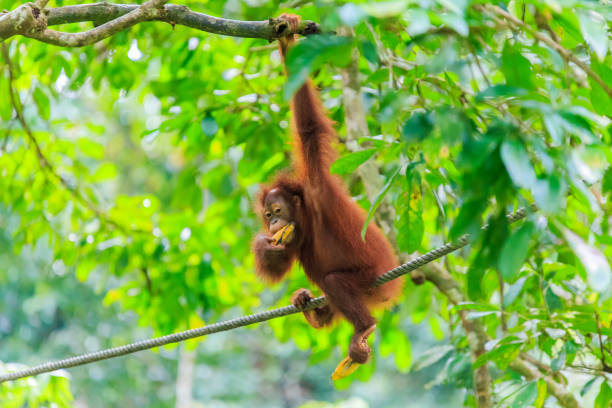 Free picture: Bornean orangutan (Pongo pygmaeus) hanging from a rope in ...