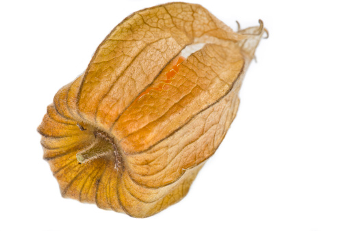 Physalis 겉껍질 흰색 바탕에 그림자와 0명에 대한 스톡 사진 및 기타 이미지 0명 겉껍질 과일 Istock